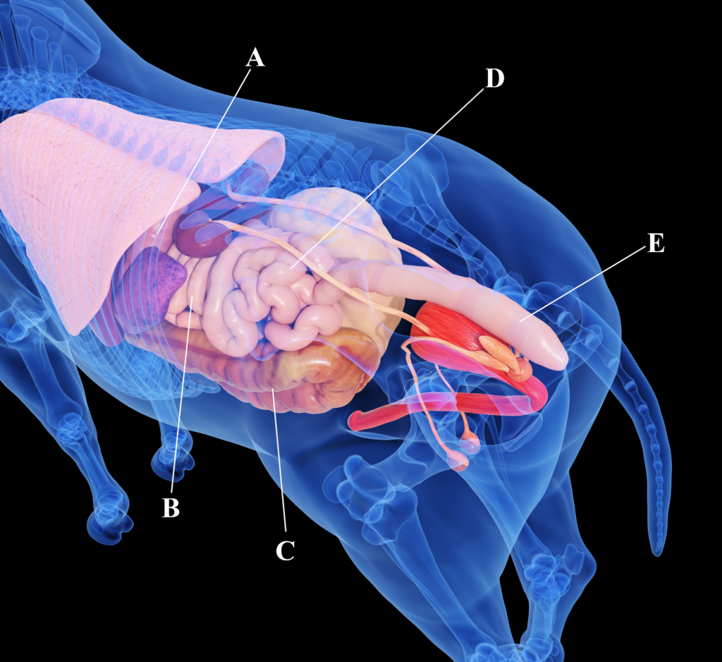 Save a life - know the horse digestive tract, free certificate - Mane U.